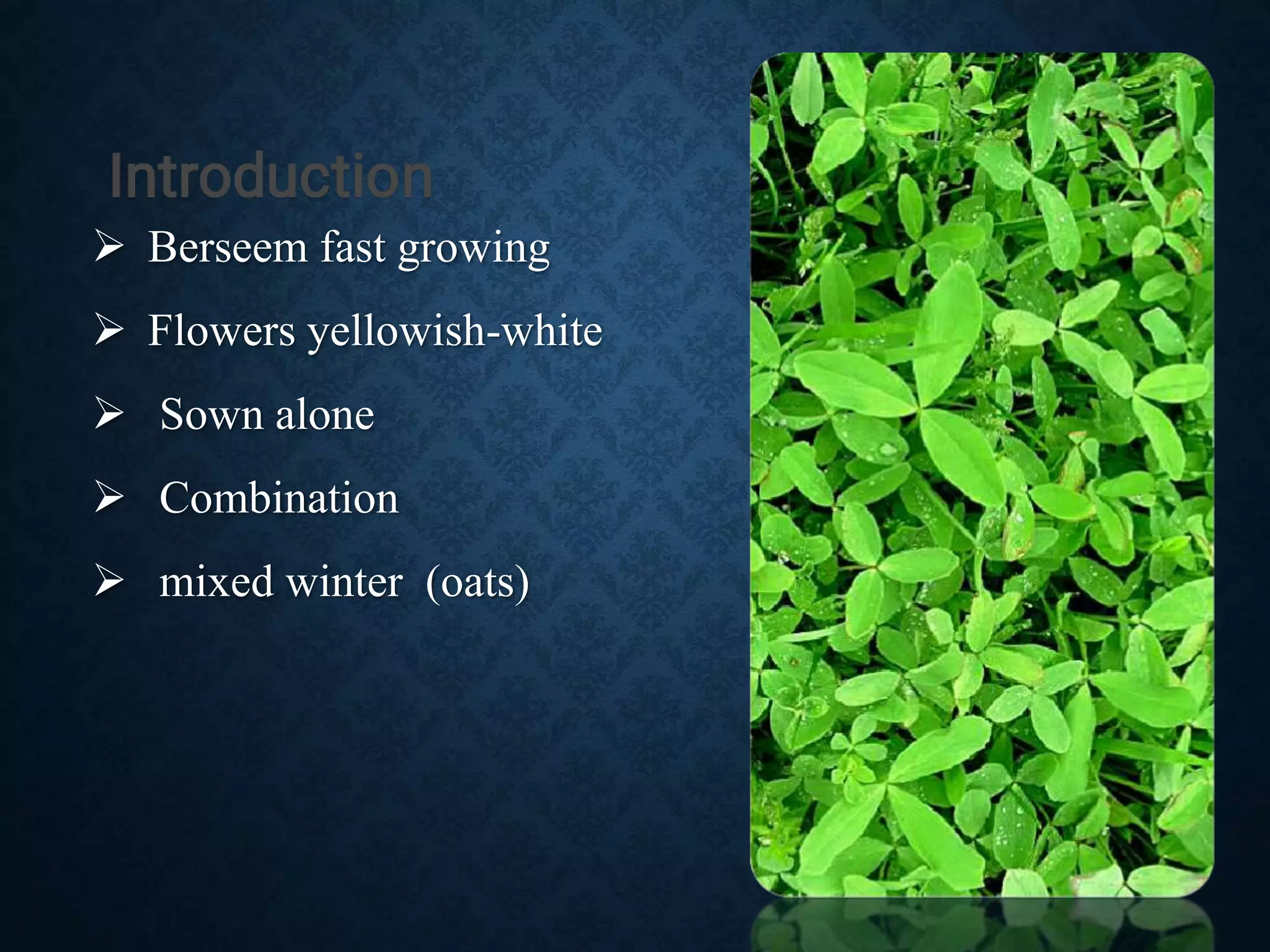 Prodection Technology of Berseem | PPT