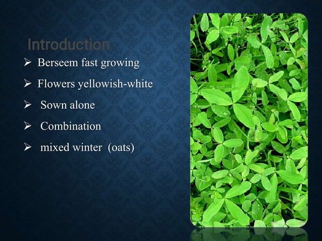 Prodection Technology of Berseem | PPT