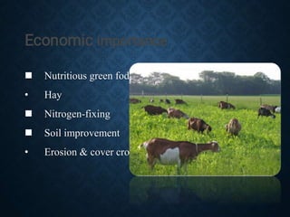 Prodection Technology of Berseem | PPT