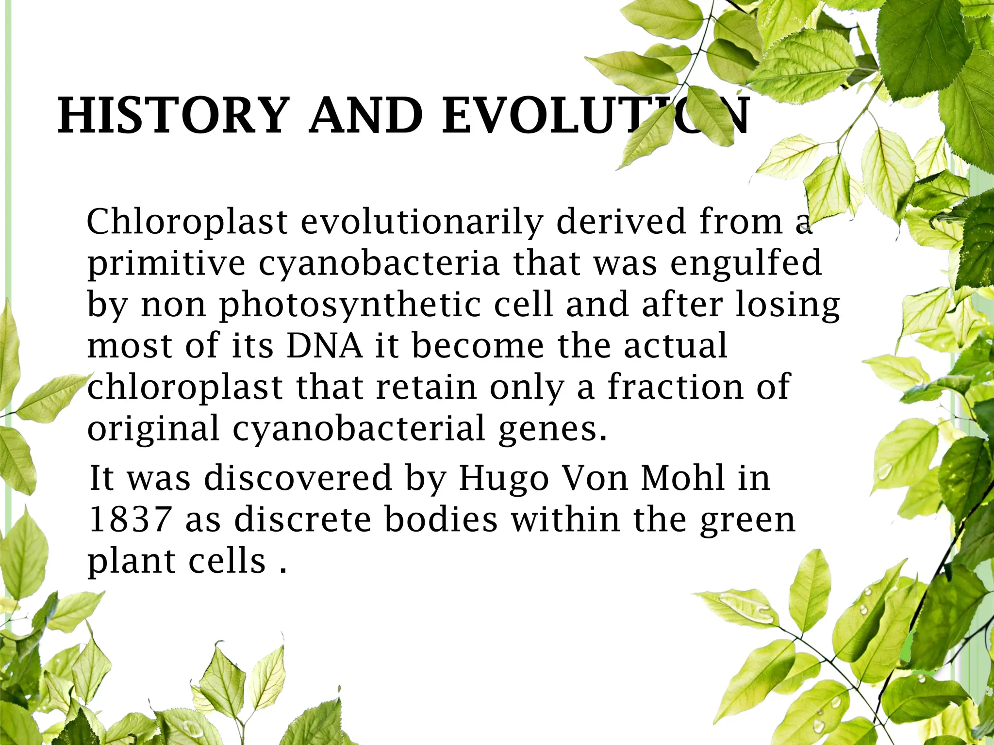 PPT on chloroplast ,topic of botany,Bsc botany. | PPTX