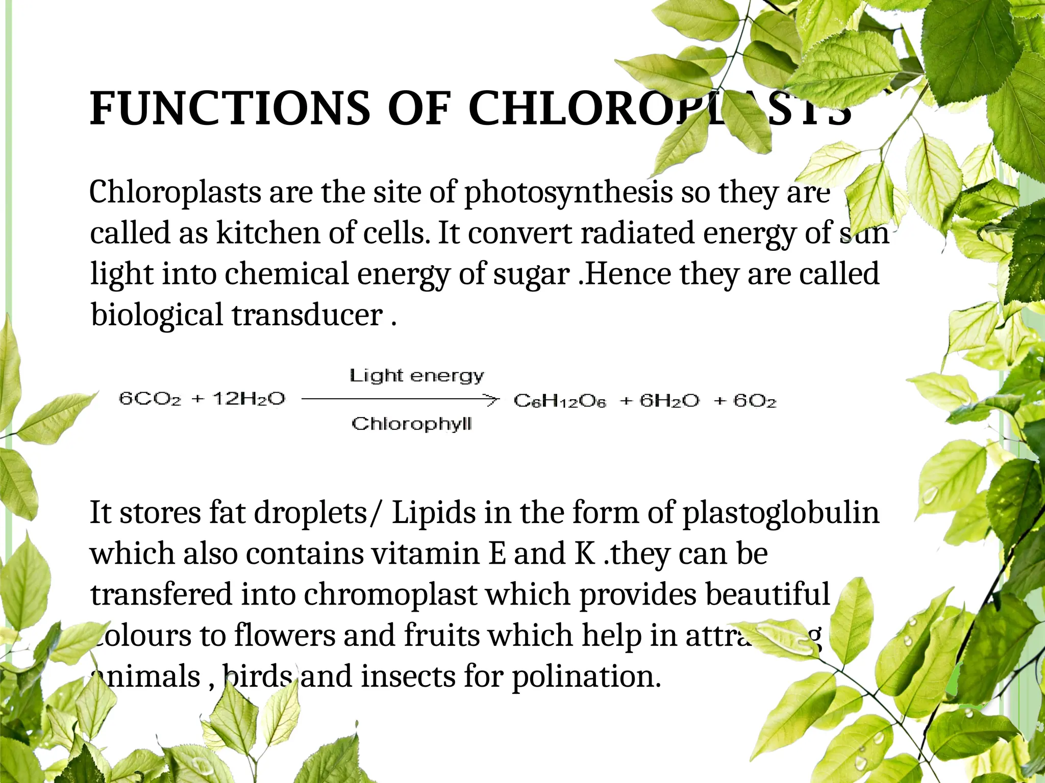PPT on chloroplast ,topic of botany,Bsc botany. | PPTX