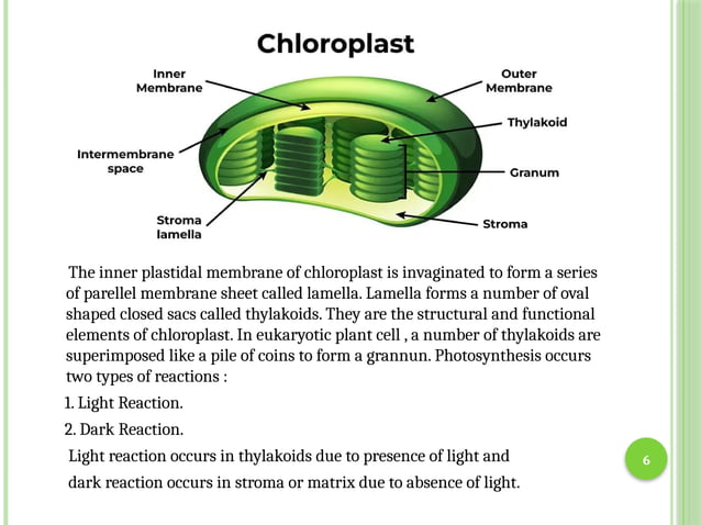 PPT on chloroplast ,topic of botany,Bsc botany. | PPT