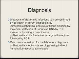 Bartenolosis canis | PPT