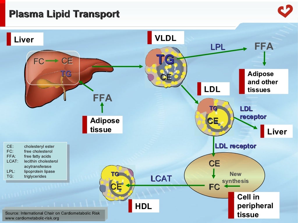 Plasma lipid transport - Role of HDL