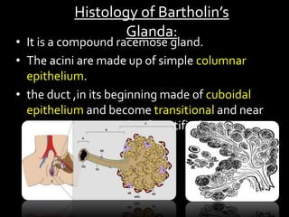 Bartholin Gland Histology