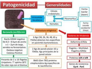 resumen de las caracteristicas bacteriologicas y epidemiologicas ...