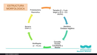 Bartonella baciloformis | PPTX