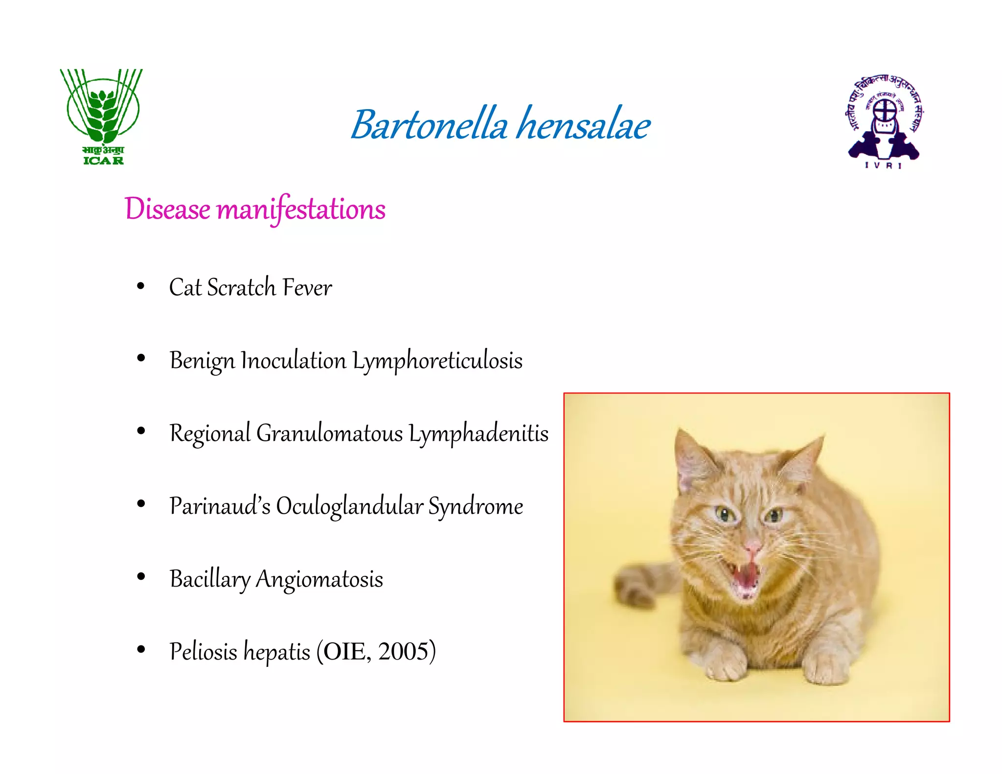 Bartonellosis: Zoonotic Overview | PDF