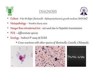 Bartonellosis: Zoonotic Overview | PDF