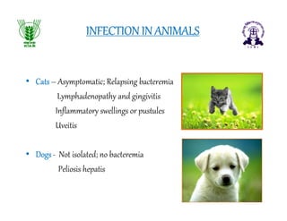 Bartonellosis: Zoonotic Overview | PDF