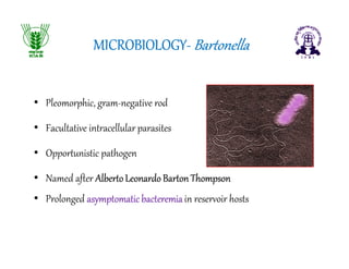 Bartonellosis: Zoonotic Overview | PDF