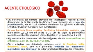 Bartonelosis | PPTX