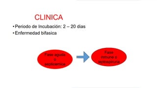 BARTONELOSIS VERRUGA PERUANA FIEBRE .pdf