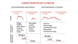 BARTONELOSIS VERRUGA PERUANA FIEBRE .pdf