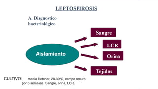 BARTONELOSIS VERRUGA PERUANA FIEBRE .pdf