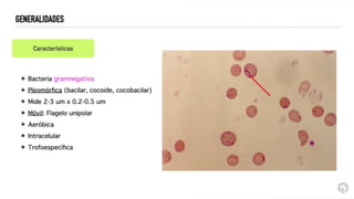 BARTONELOSIS VERRUGA PERUANA FIEBRE .pdf