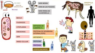 BARTONELOSIS VERRUGA PERUANA FIEBRE .pdf