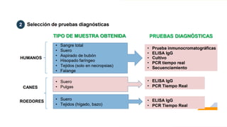 BARTONELOSIS VERRUGA PERUANA FIEBRE .pdf
