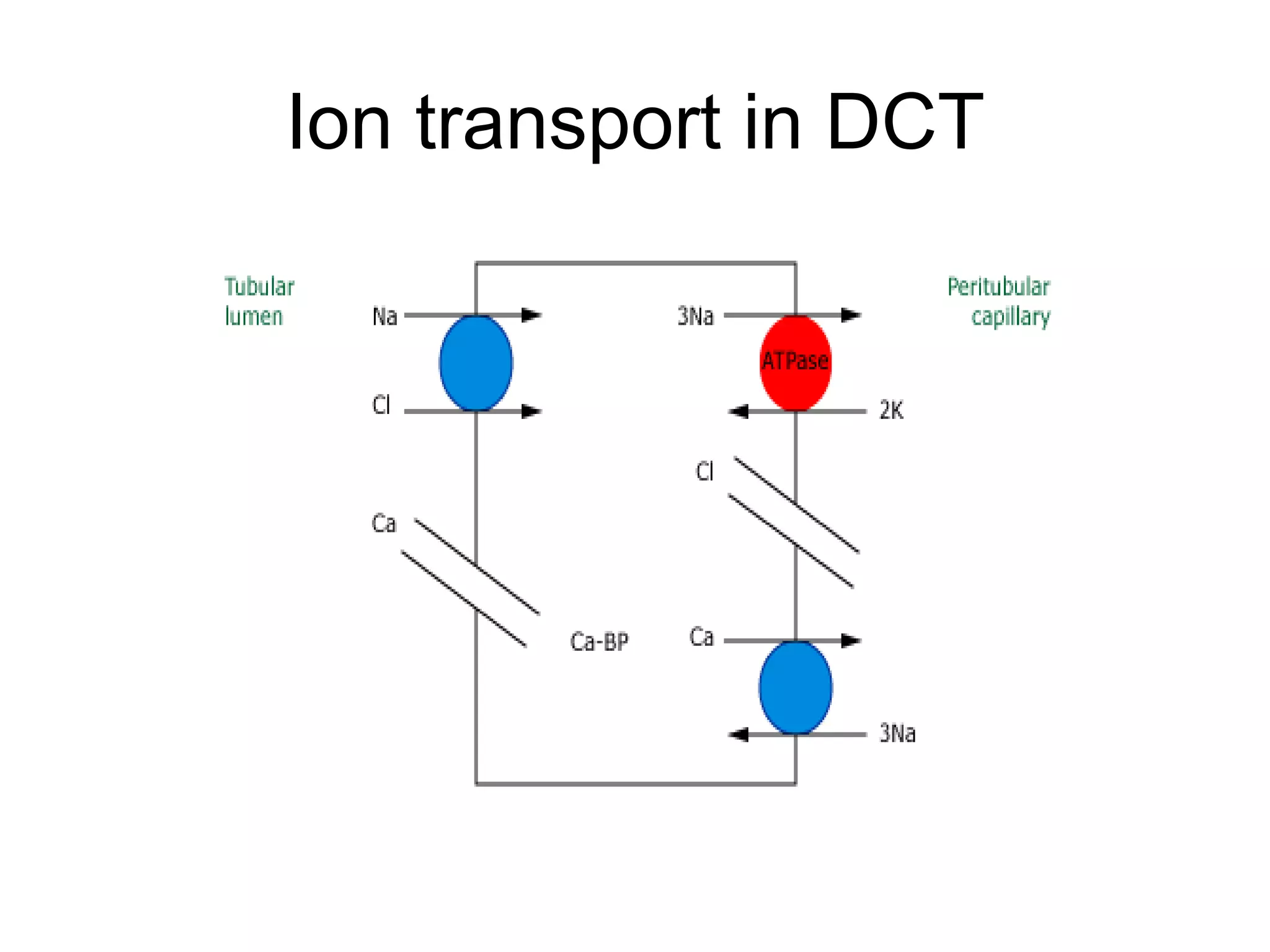 Bartter’S And Gittleman’S Syndromes | PPT