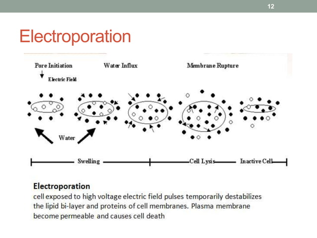 pulse electric field for food processing technology | PPTX | Food & Drink