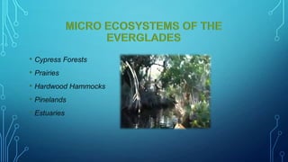 everglades national park_stephen_hong | PPTX