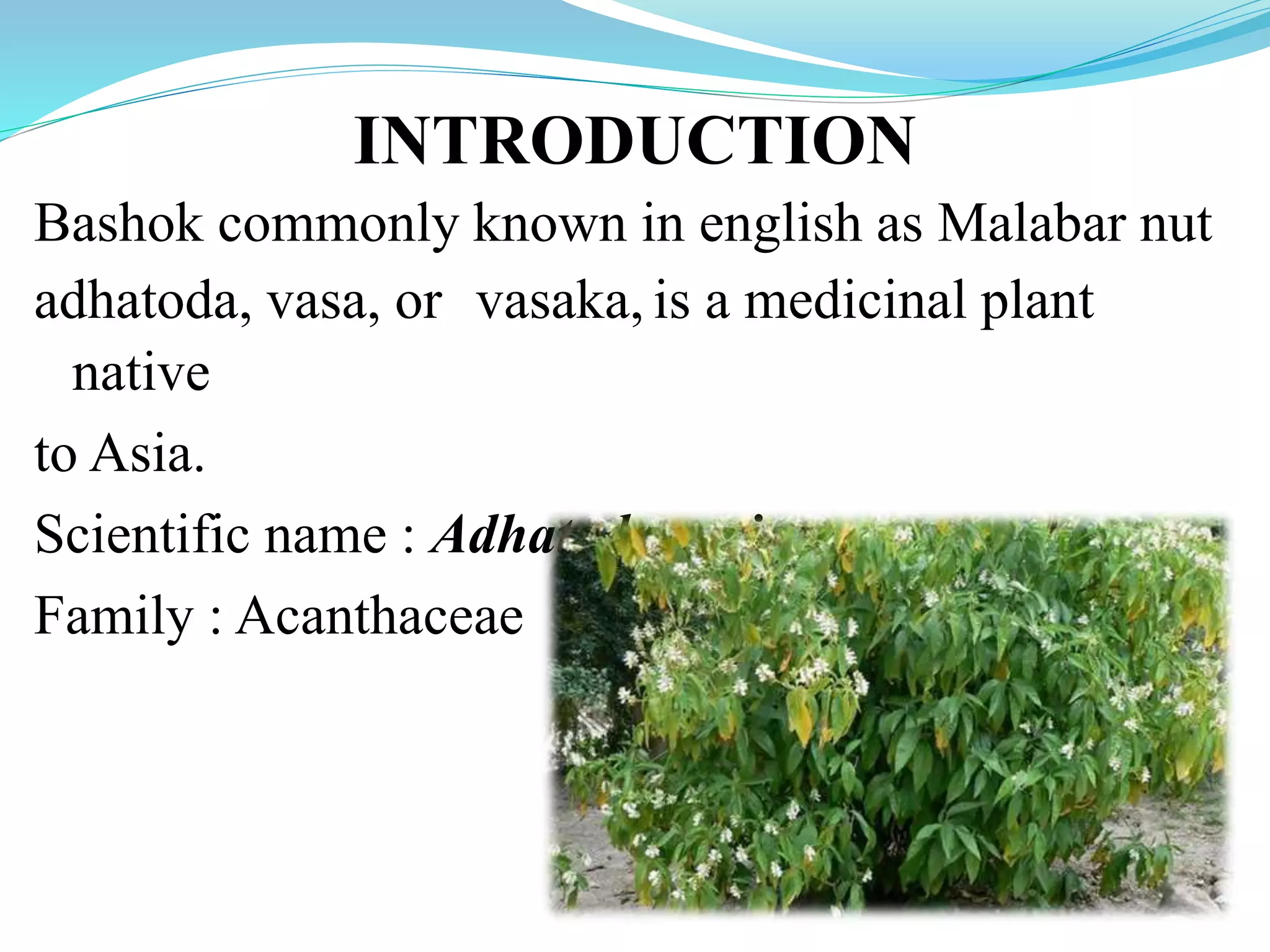 Botanical description and therapeutic uses of Bashok (Adhatoda vasica ...