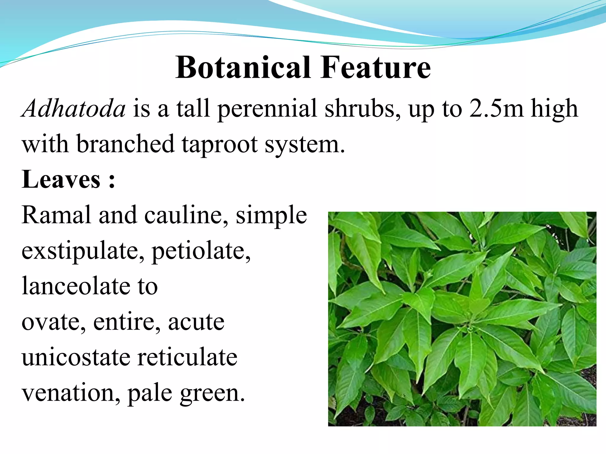 Botanical description and therapeutic uses of Bashok (Adhatoda vasica ...