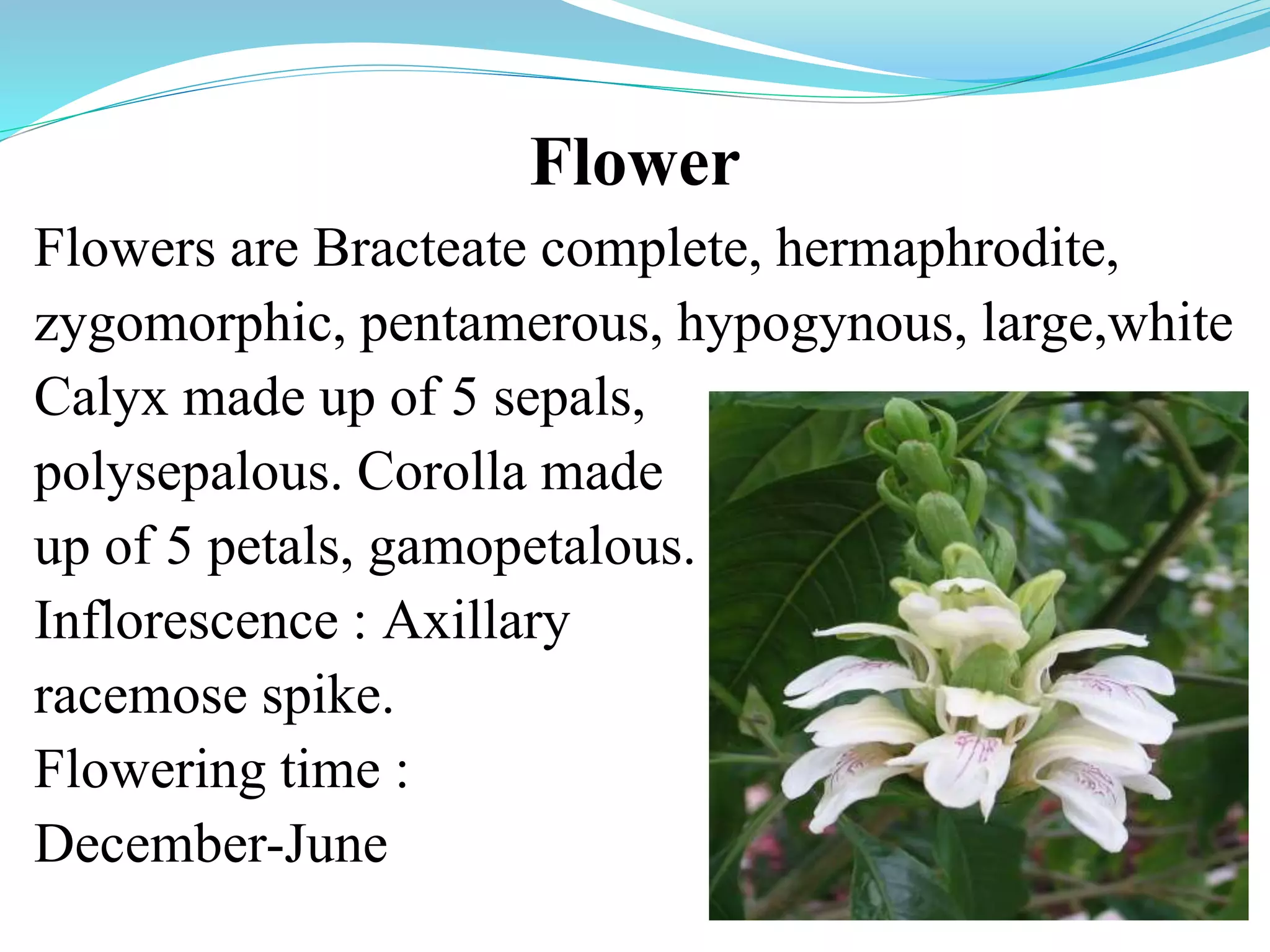 Botanical description and therapeutic uses of Bashok (Adhatoda vasica ...