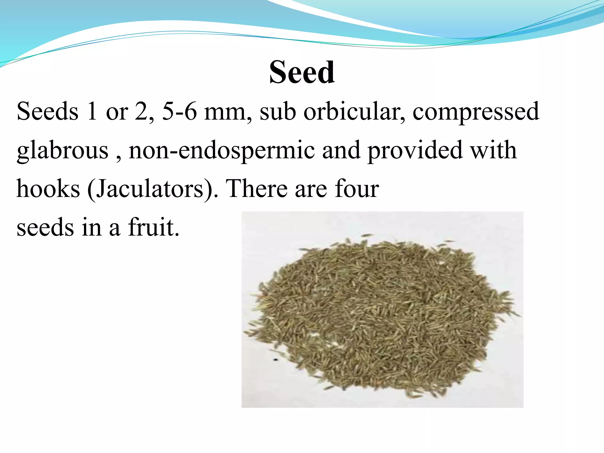 Botanical description and therapeutic uses of Bashok (Adhatoda vasica ...