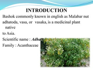 Botanical description and therapeutic uses of Bashok (Adhatoda vasica ...