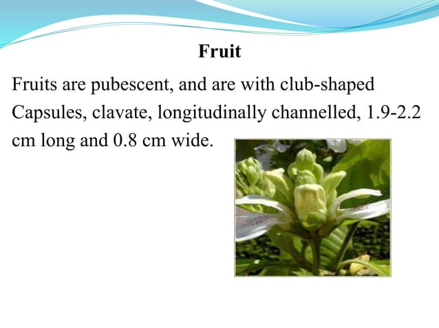 Botanical description and therapeutic uses of Bashok (Adhatoda vasica ...