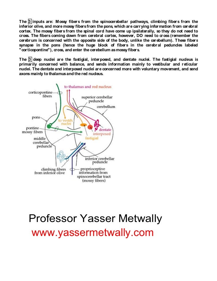 Basic neuroanatomy: Anatomy of the basal ganglia and the cerebellum