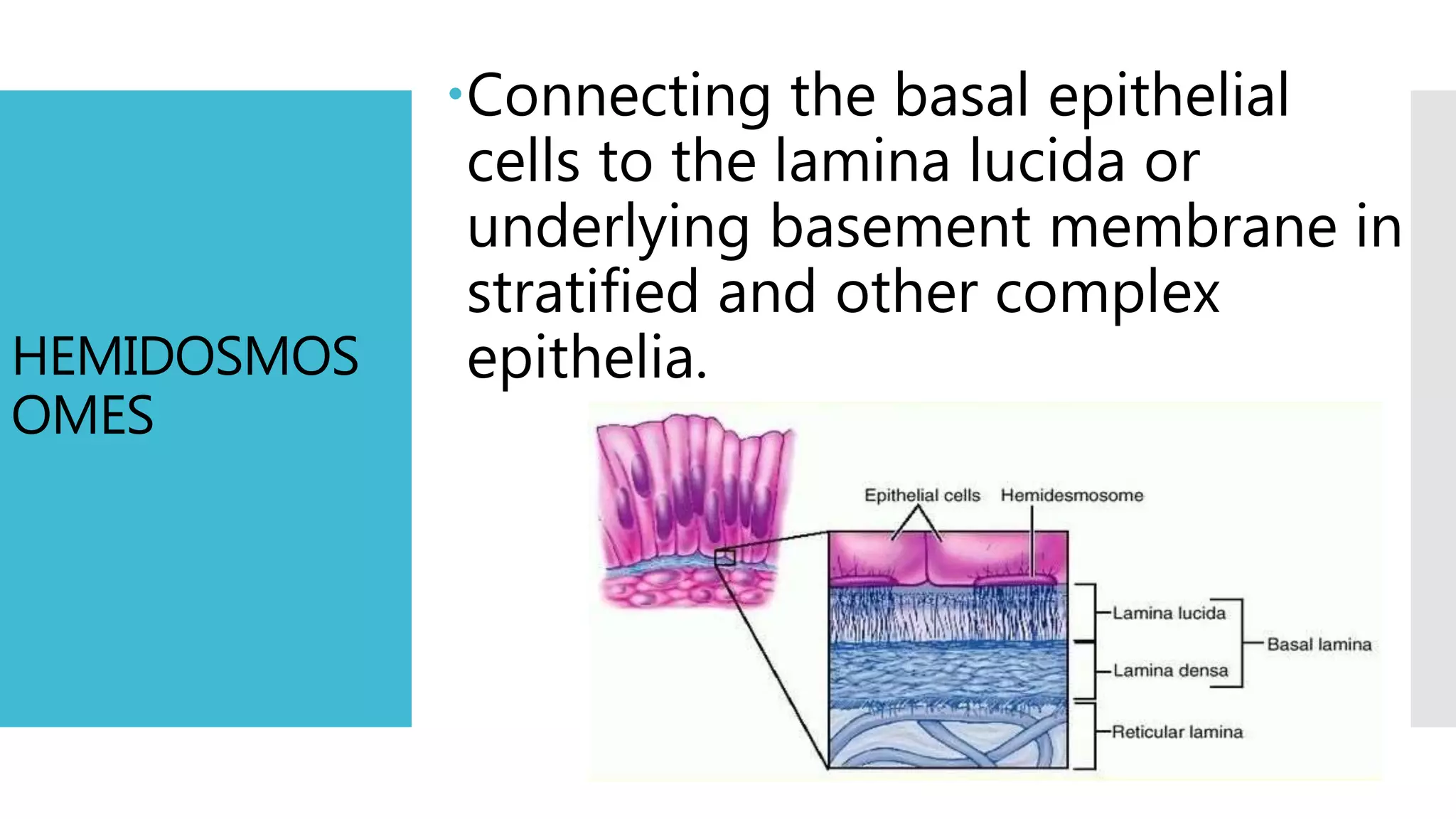 BASAL-MODIFICATION-PPT.pptx