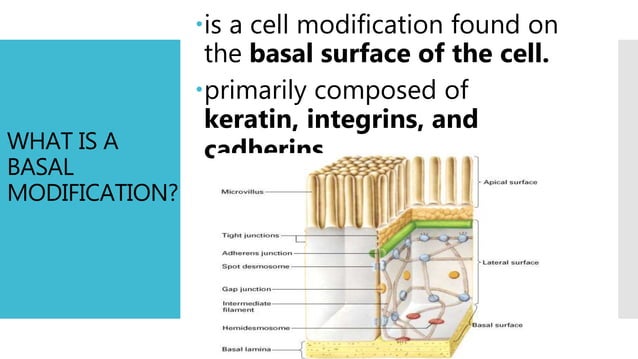 BASAL-MODIFICATION-PPT.pptx | Biological Sciences | Science