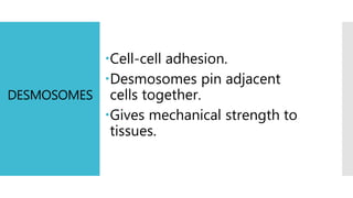 BASAL-MODIFICATION-PPT.pptx