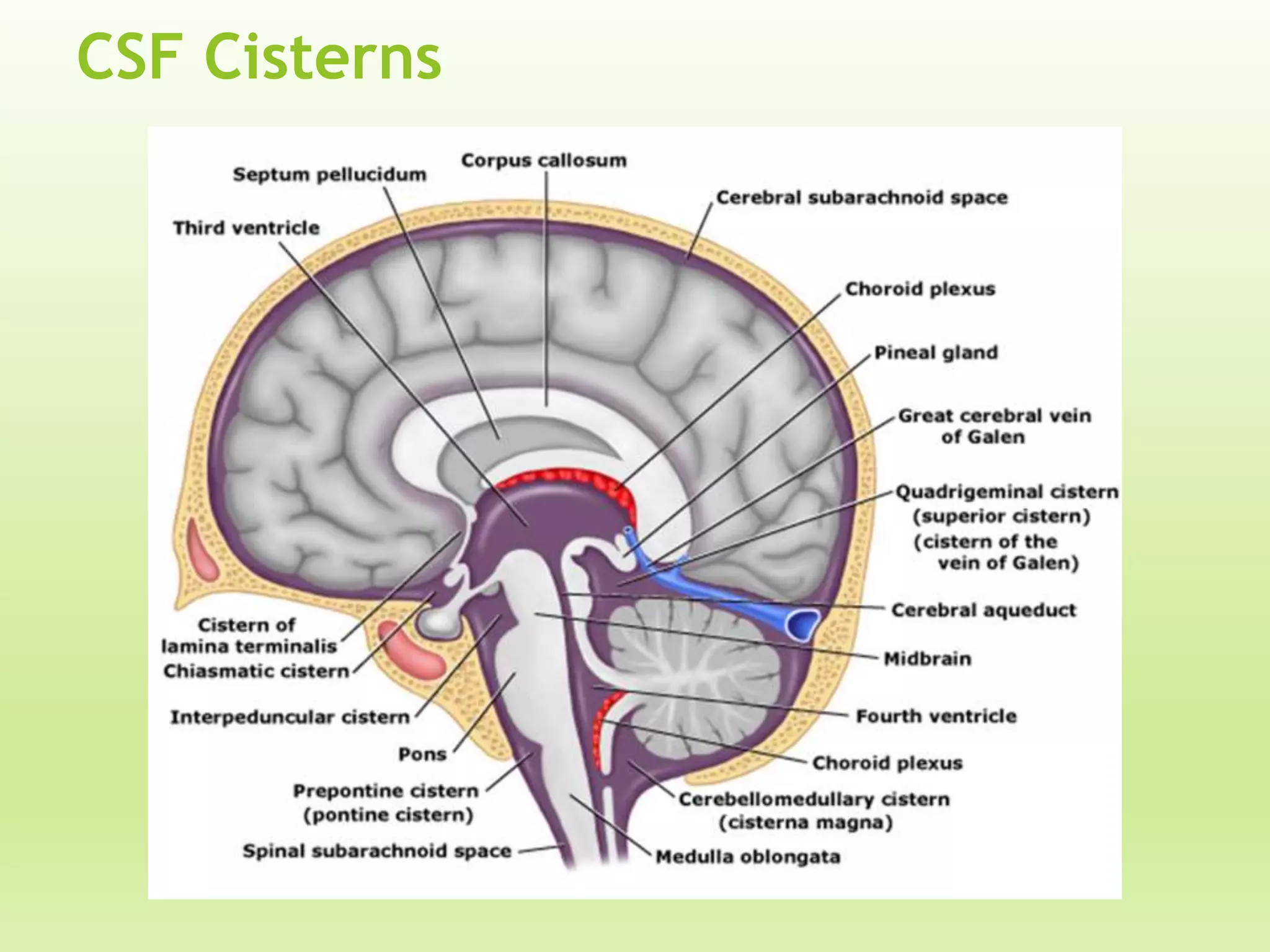 basal cisterns final.ppt