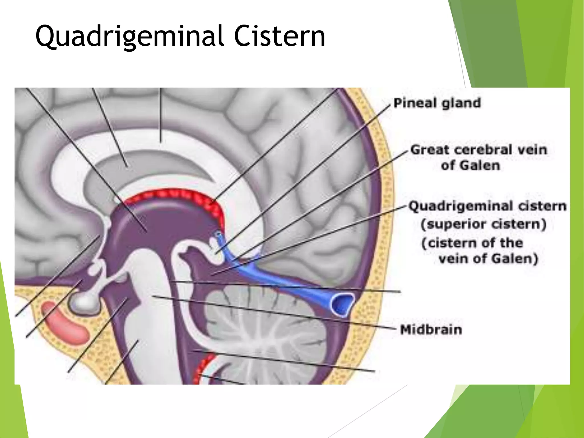 basal cisterns final.ppt