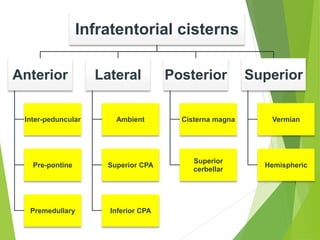 basal cisterns final.ppt