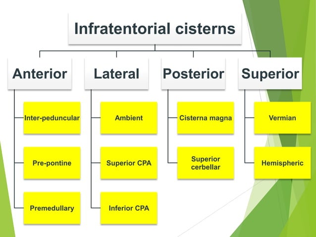 basal cisterns final.ppt