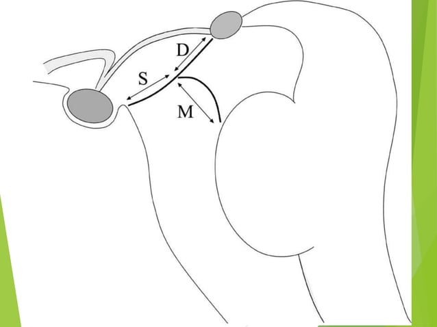 basal cisterns final.ppt
