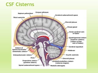 basal cisterns final.ppt