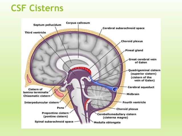 basal cisterns final.ppt