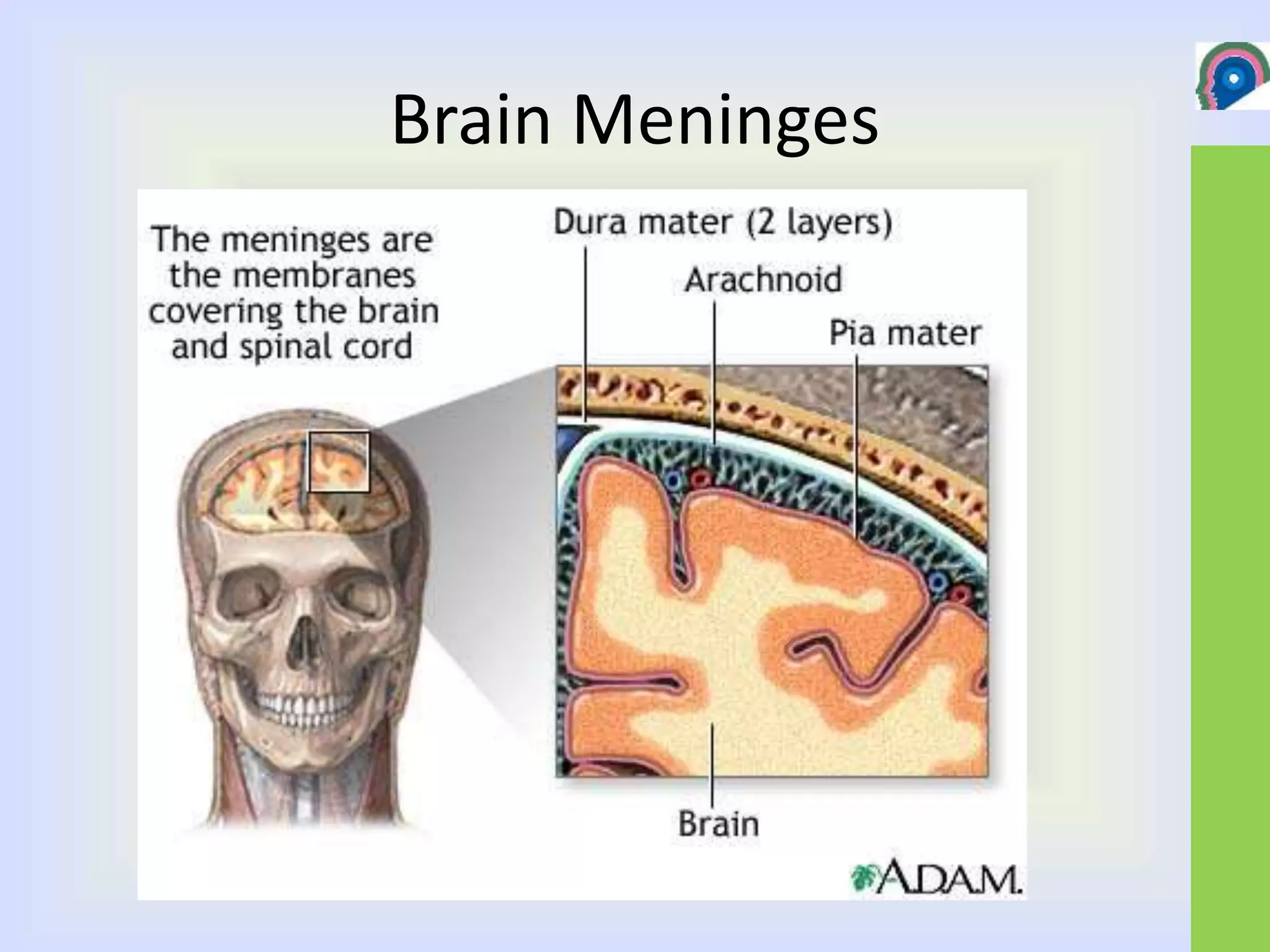Cisterns of brain | PPTX