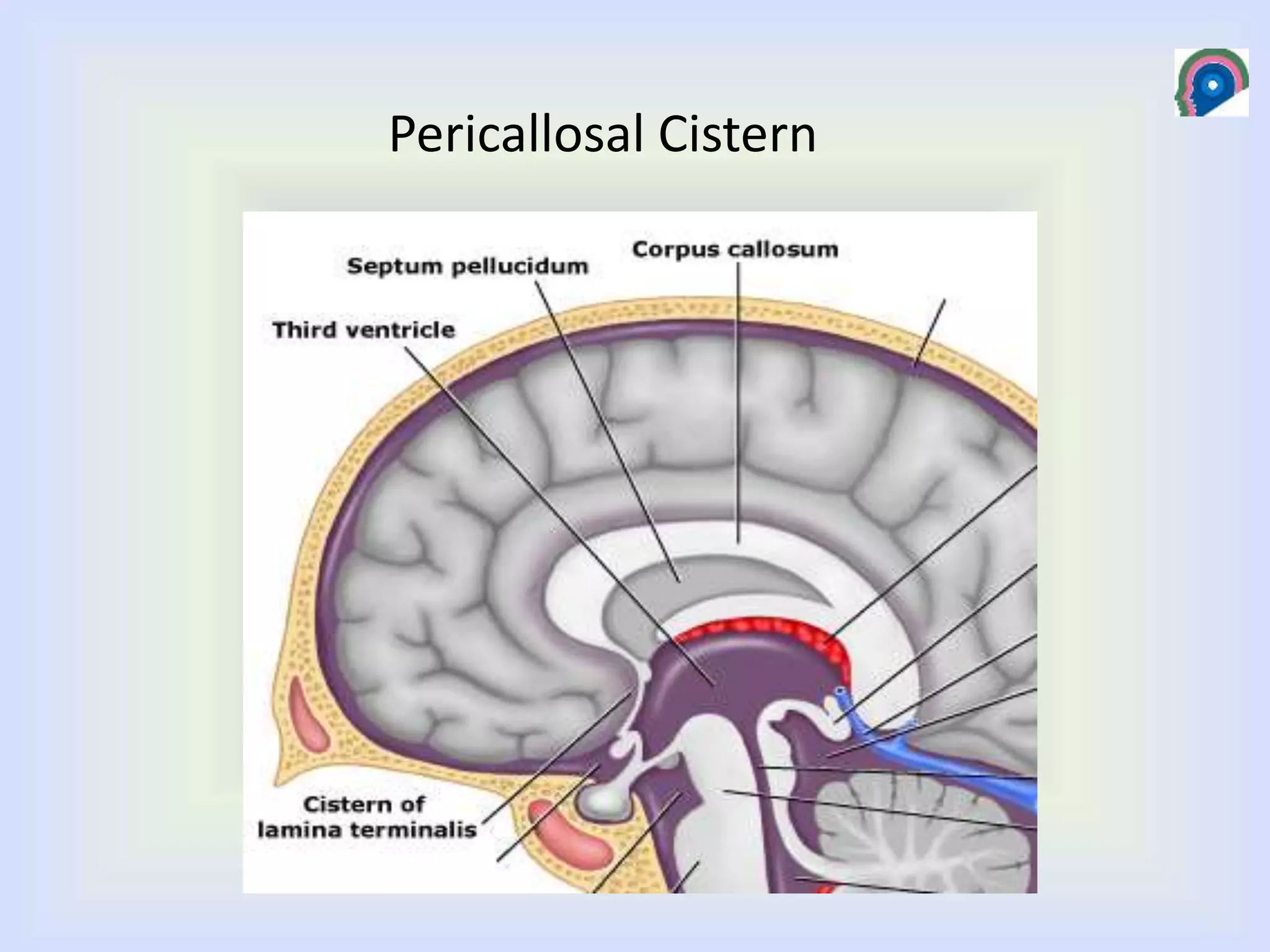 Cisterns of brain | PPTX