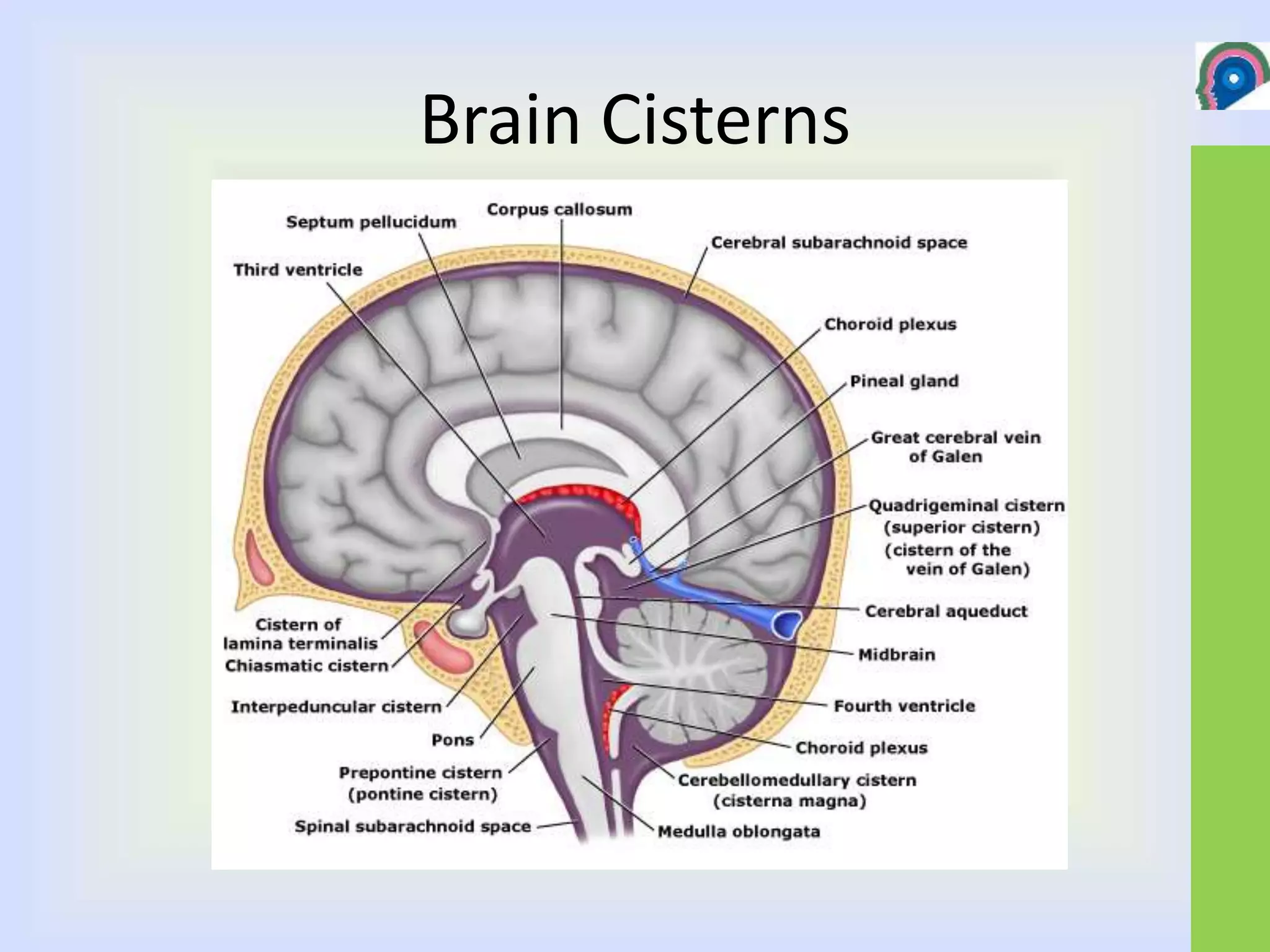 Cisterns of brain | PPTX