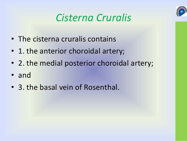 What Is Difference Between Cristae And Cisternae Quora
