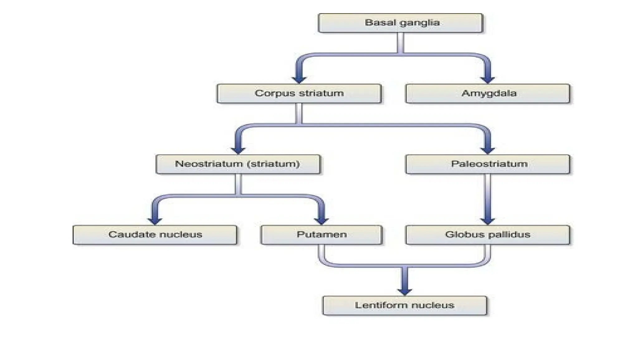 BASAL Ganglia and it's anatomy and functions | PPT