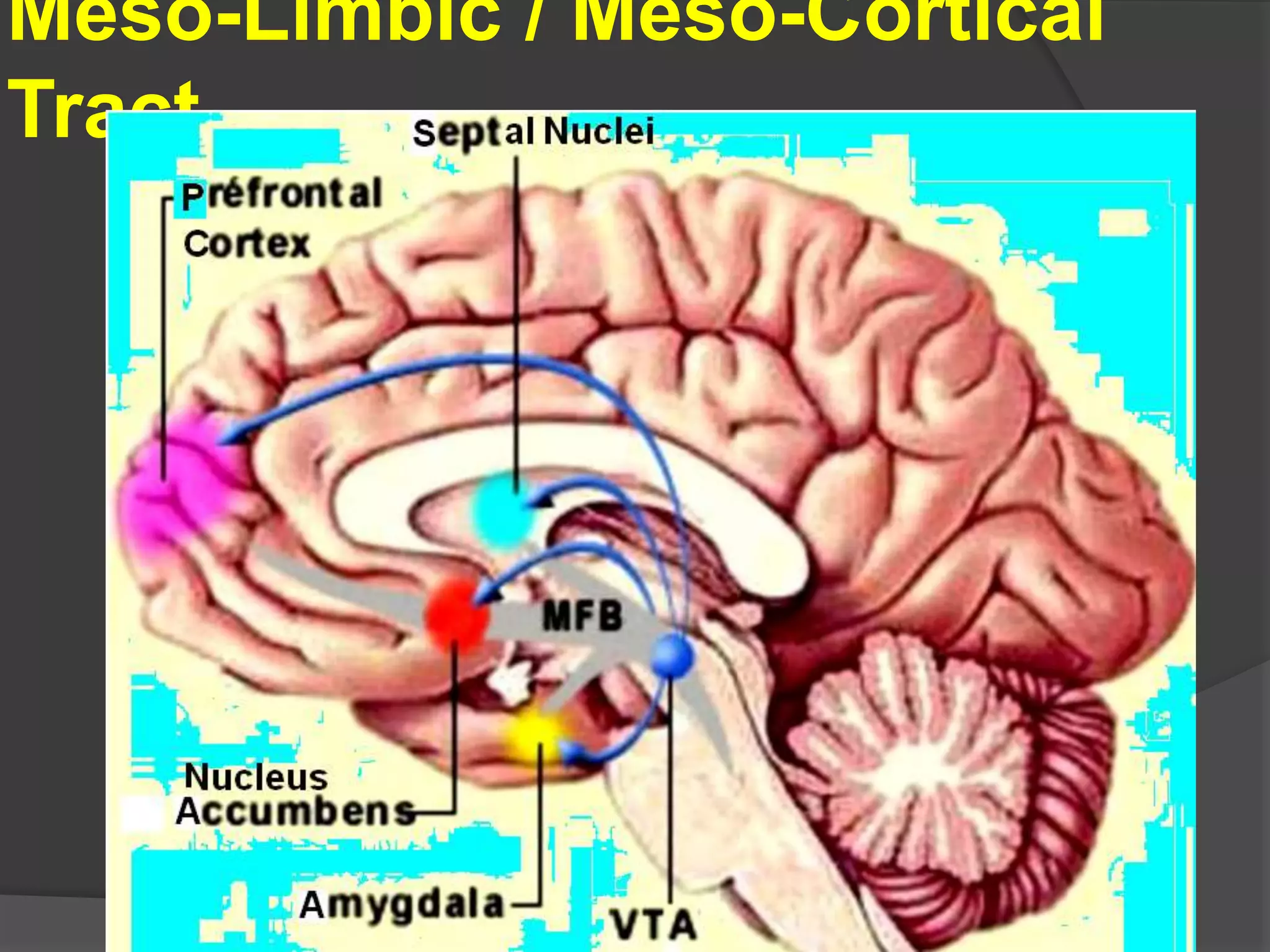 Basal Forebrain Components - Schizophrenia - Limbic Connections ...