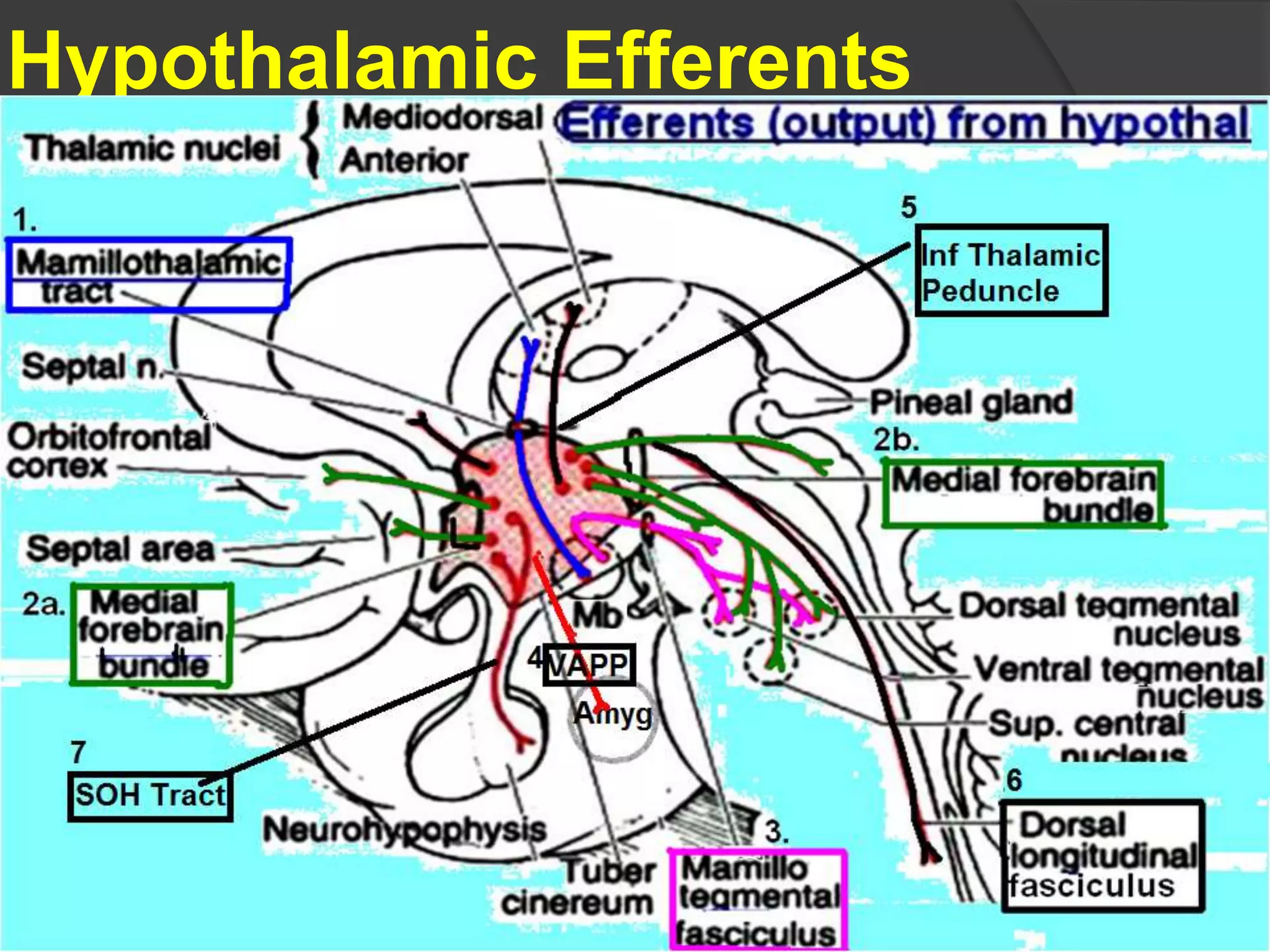 Basal Forebrain Components - Schizophrenia - Limbic Connections ...