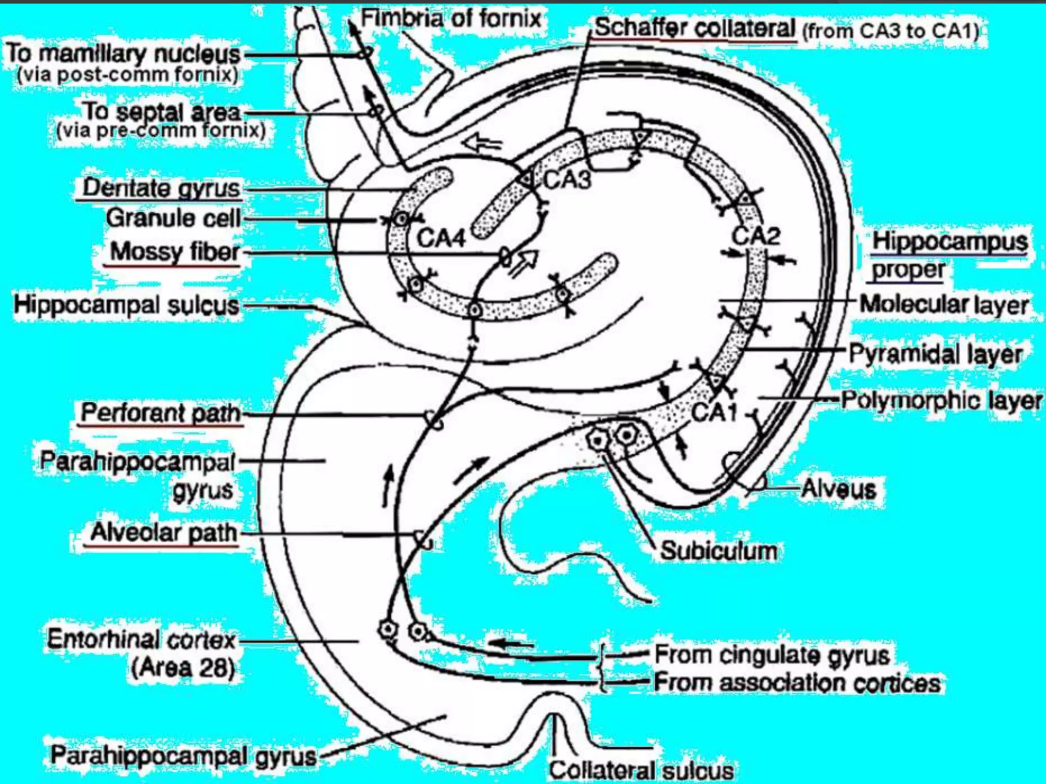 Basal Forebrain Components - Schizophrenia - Limbic Connections ...
